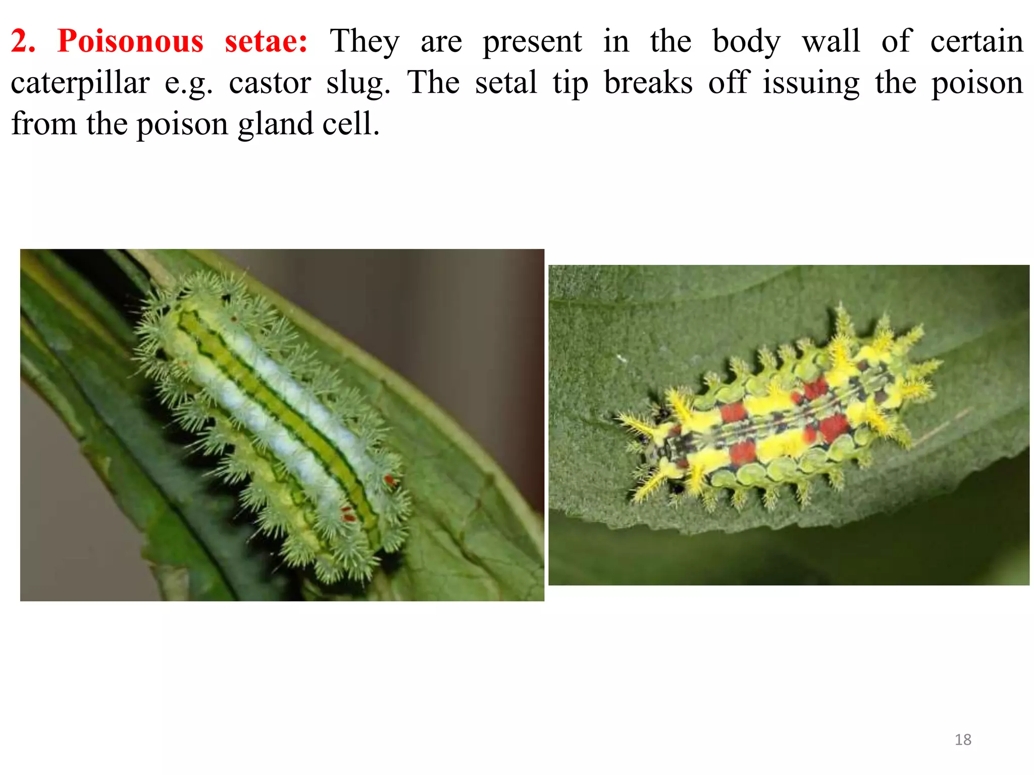 Offense and defense behavior in insects | PPTX