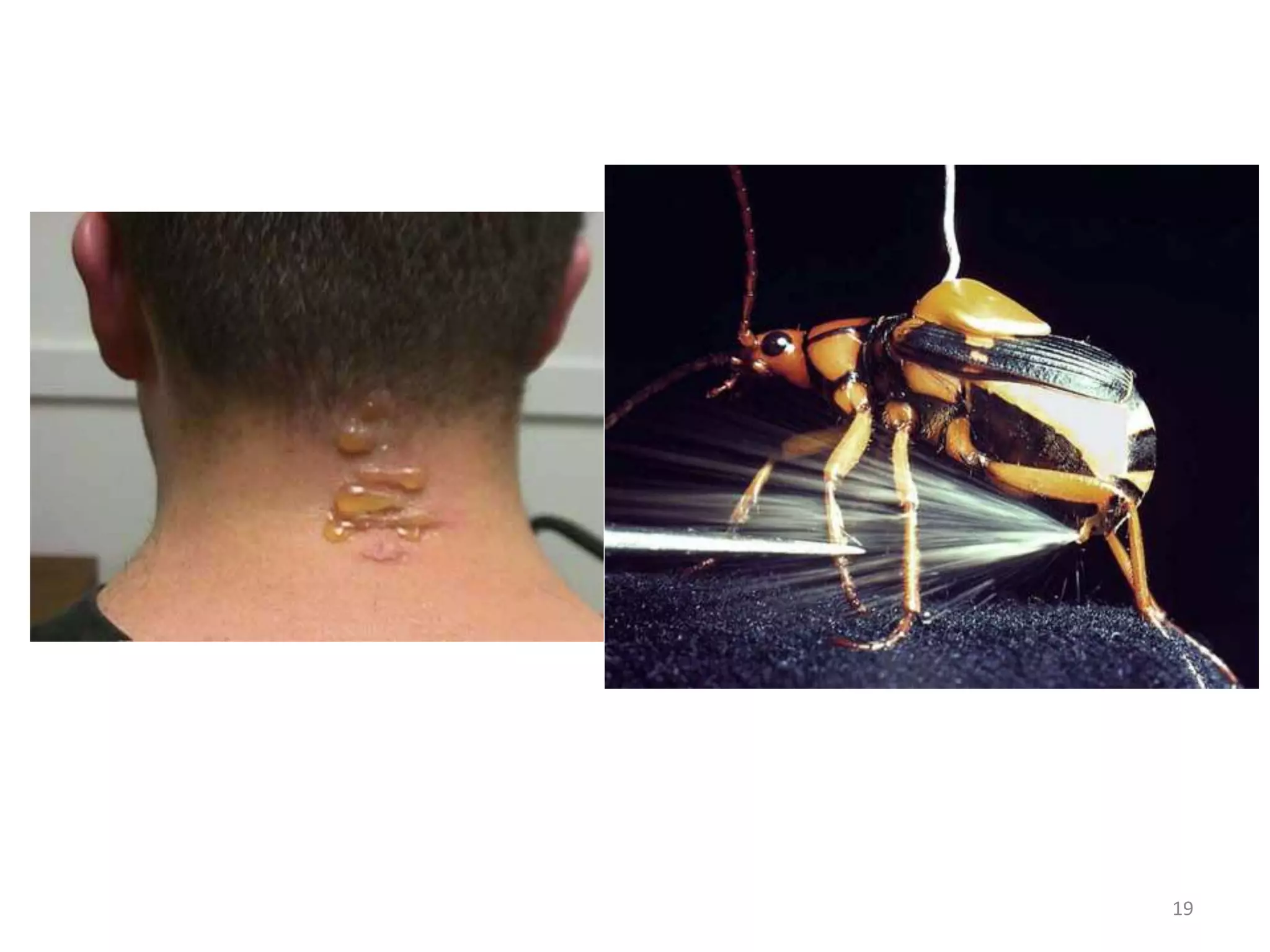 Offense and defense behavior in insects | PPTX