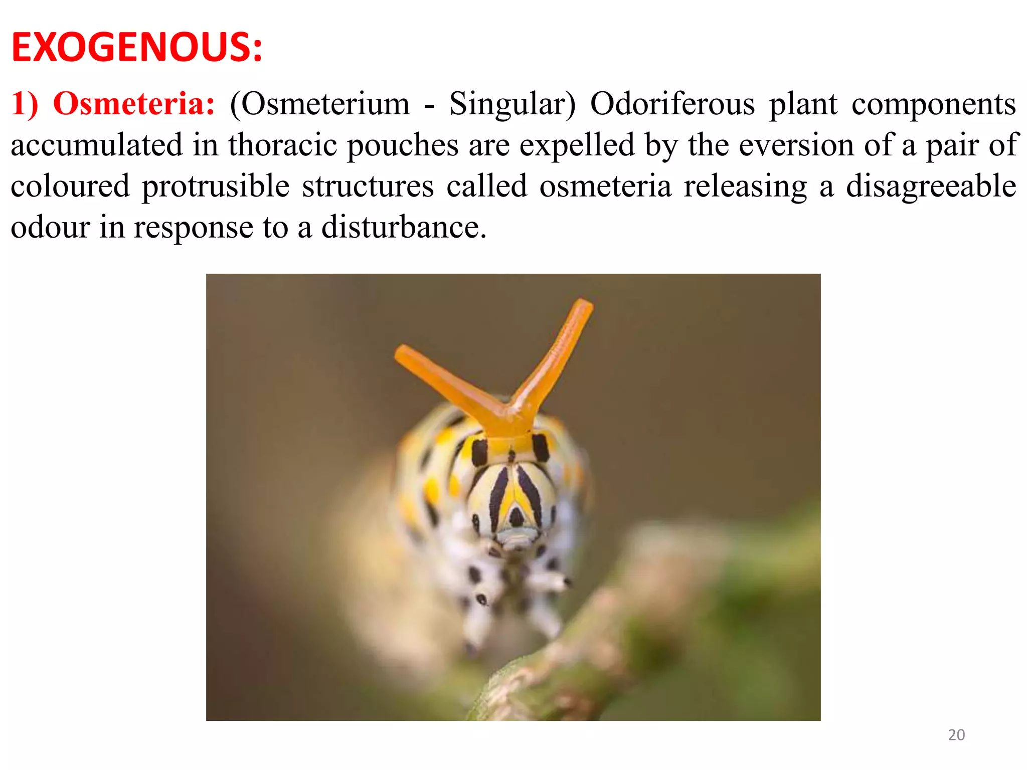 Offense and defense behavior in insects | PPTX