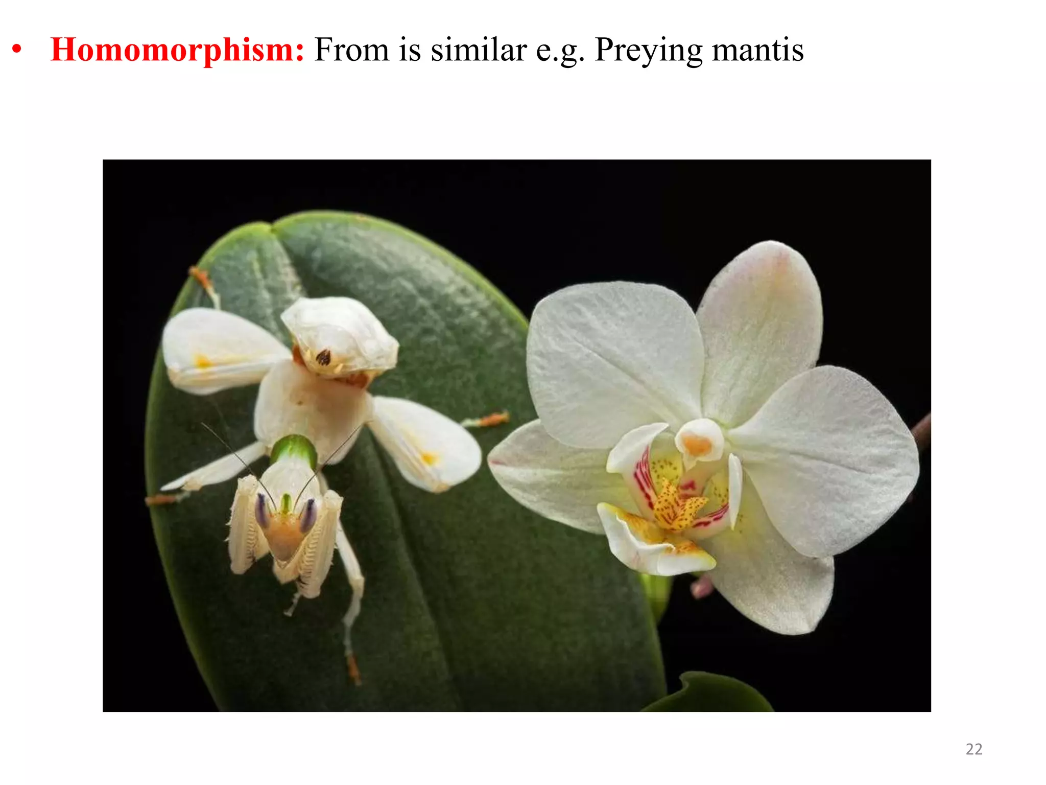 Offense and defense behavior in insects | PPTX