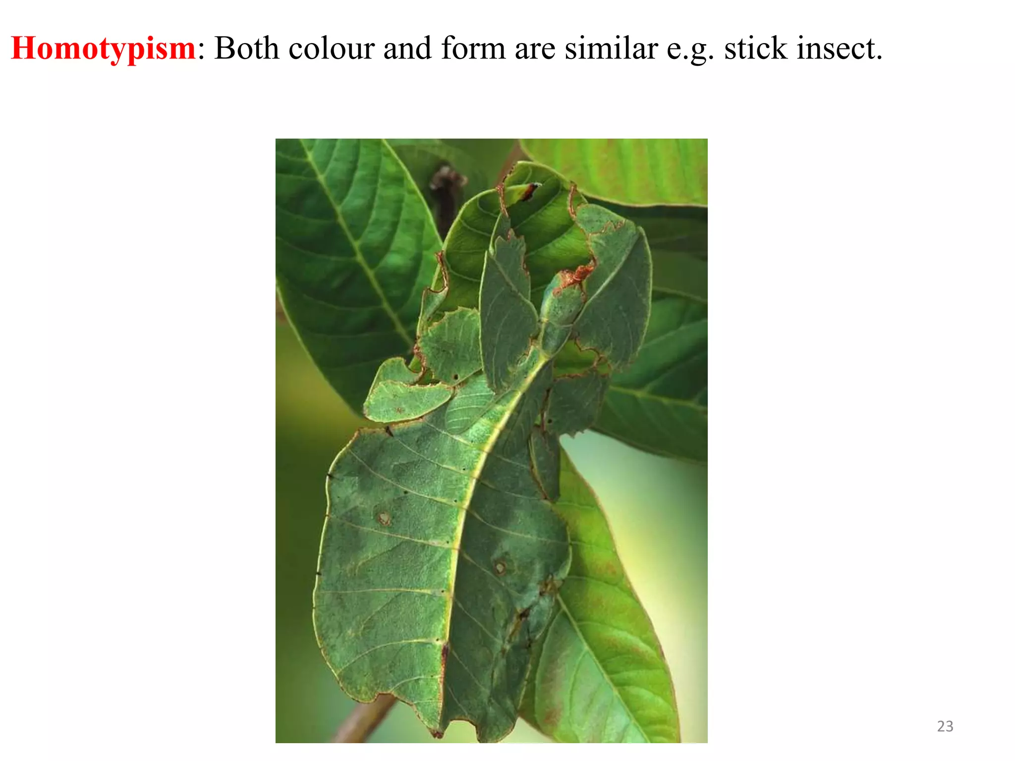 Offense and defense behavior in insects | PPTX