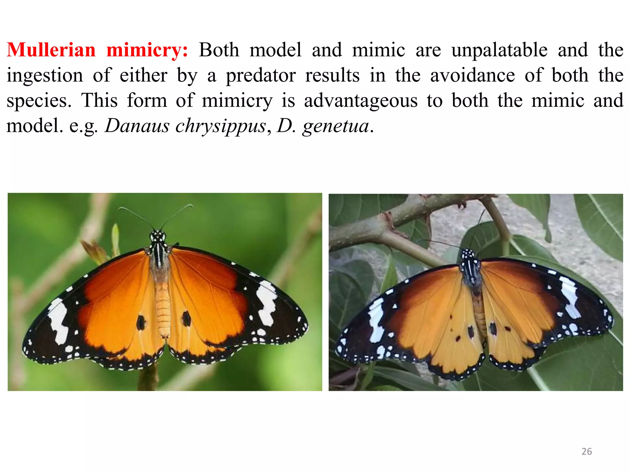 Offense and defense behavior in insects | PPTX | Birdwatching | Hobbies ...