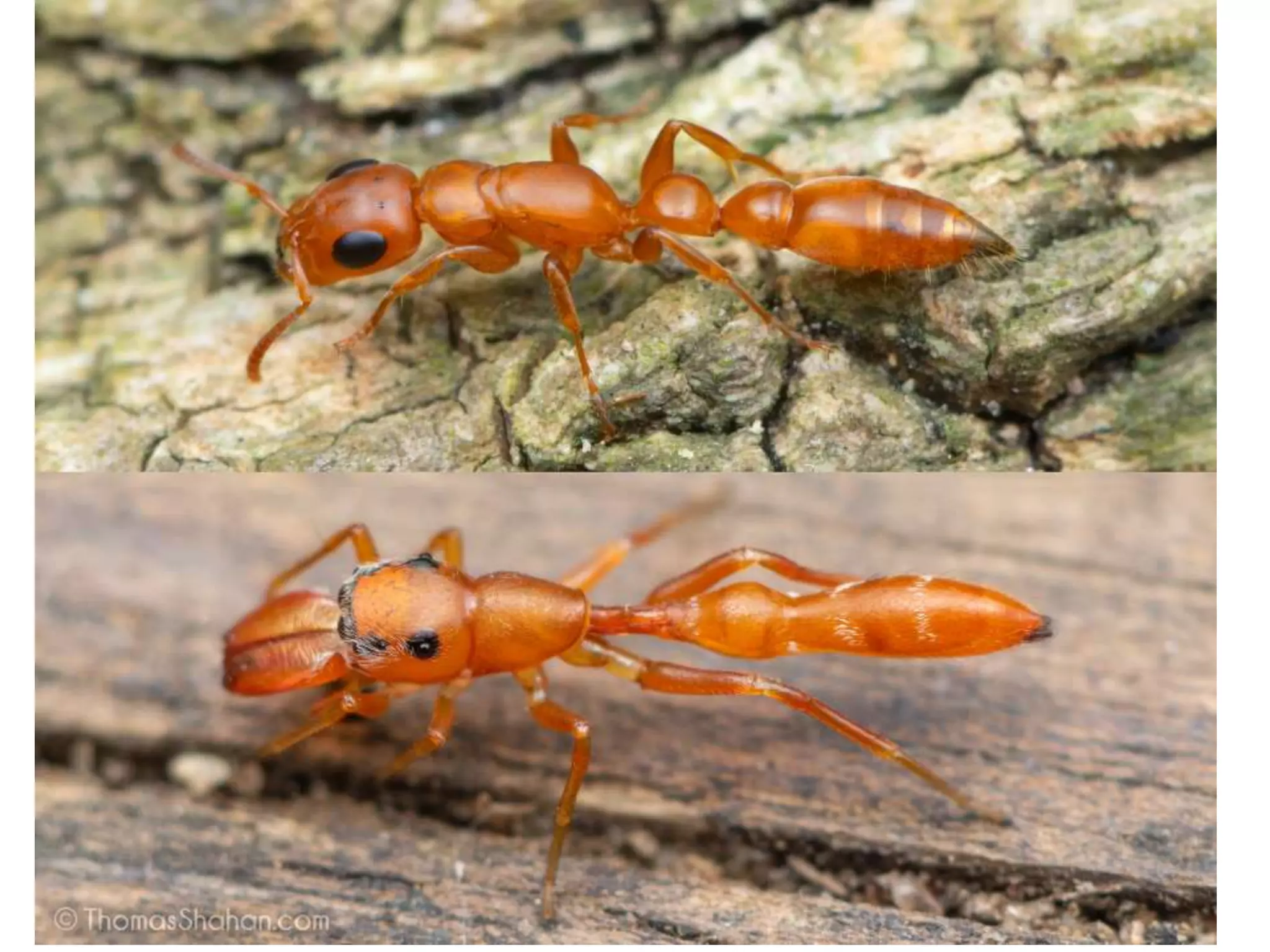 Offense and defense behavior in insects | PPTX