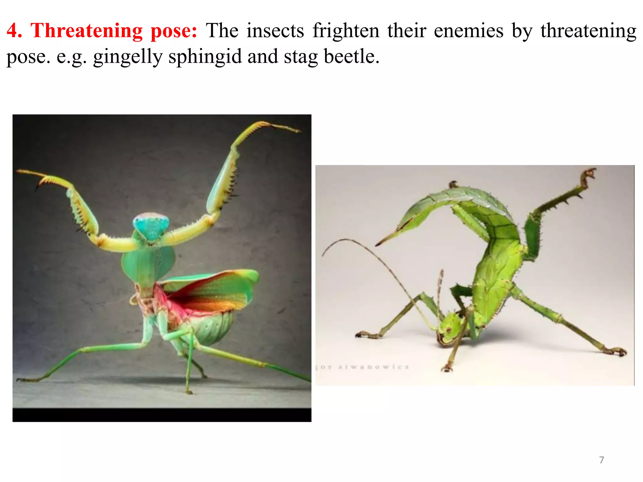 Offense and defense behavior in insects | PPTX