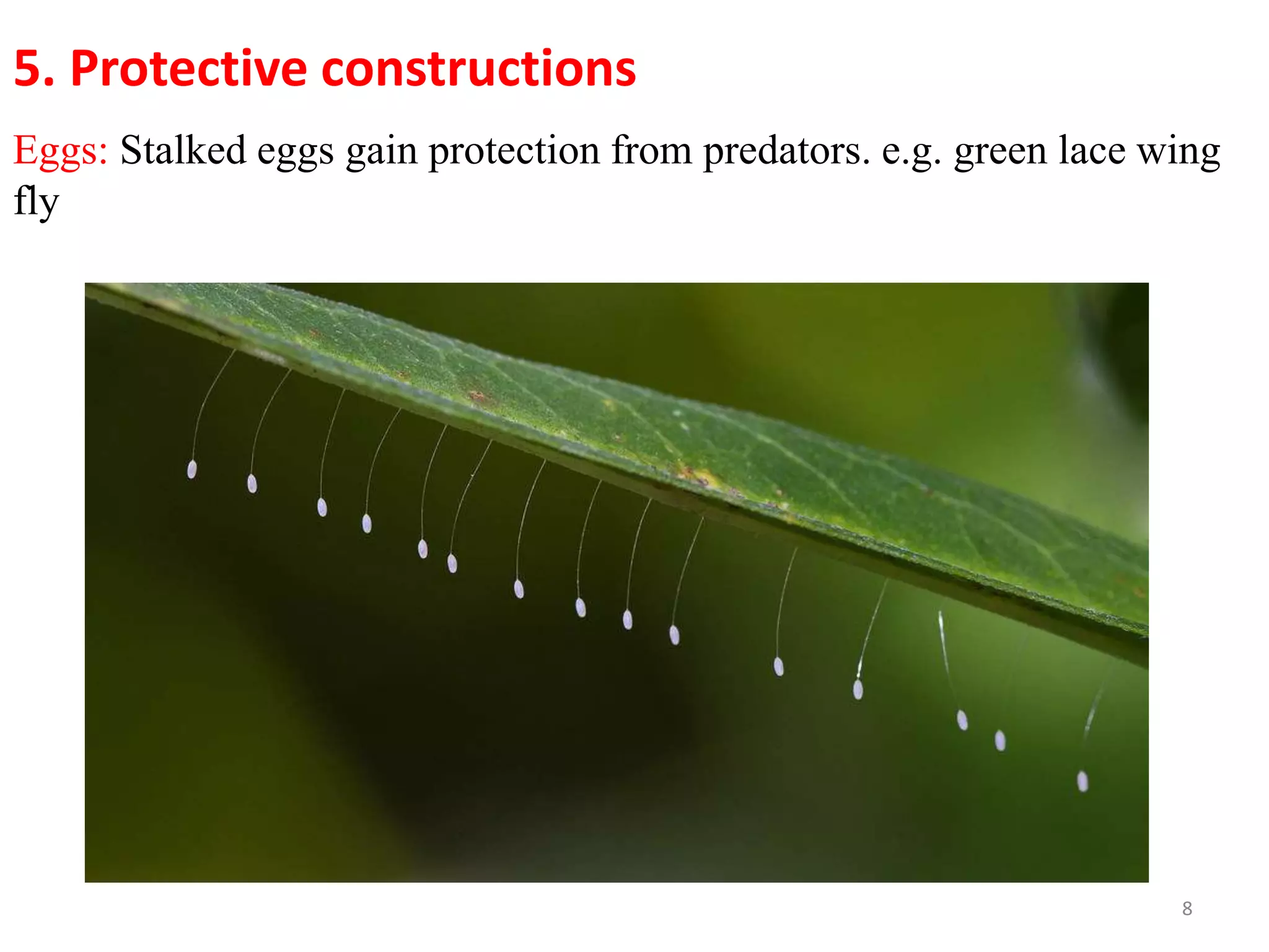 Offense and defense behavior in insects | PPTX