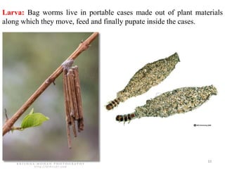 Offense and defense behavior in insects | PPTX