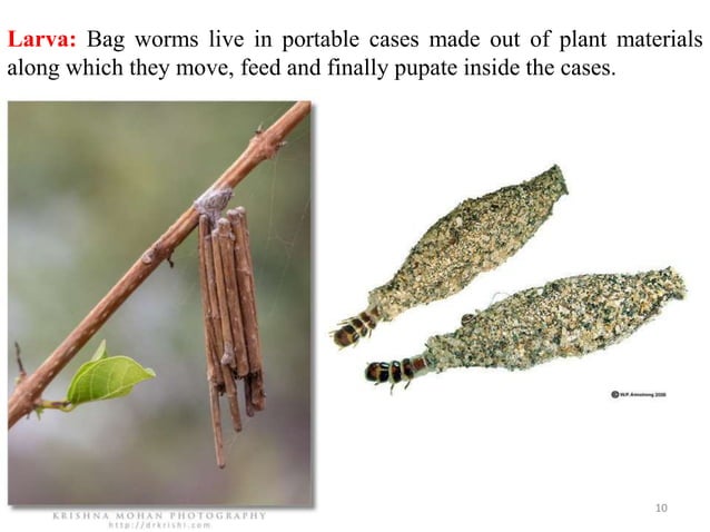 Offense and defense behavior in insects | PPTX | Birdwatching | Hobbies ...