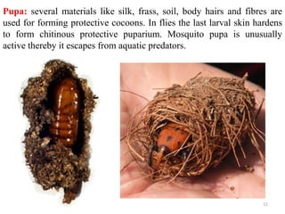 Offense and defense behavior in insects | PPTX