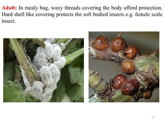 Offense and defense behavior in insects | PPTX