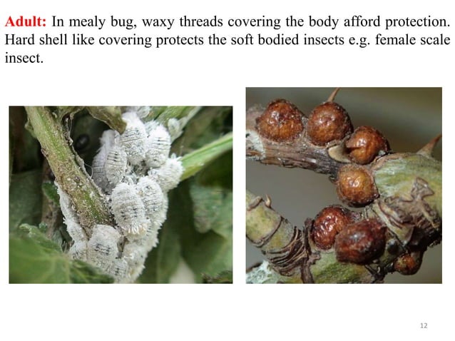 Offense and defense behavior in insects | PPTX | Birdwatching | Hobbies ...