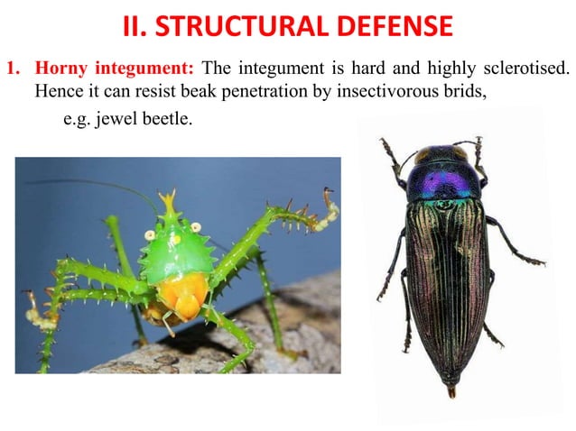 Offense and defense behavior in insects | PPTX | Birdwatching | Hobbies ...