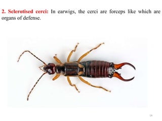 Offense and defense behavior in insects | PPTX