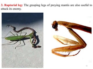 Offense and defense behavior in insects | PPTX