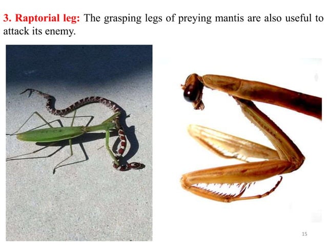 Offense and defense behavior in insects | PPTX | Birdwatching | Hobbies ...