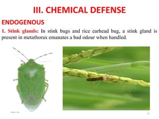 Offense and defense behavior in insects | PPTX
