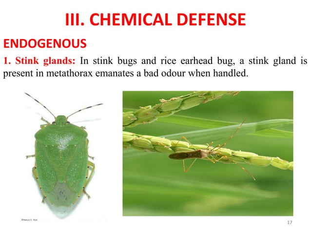 Offense and defense behavior in insects | PPTX | Birdwatching | Hobbies ...