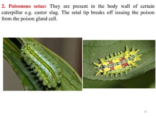 Offense and defense behavior in insects | PPTX | Birdwatching | Hobbies ...