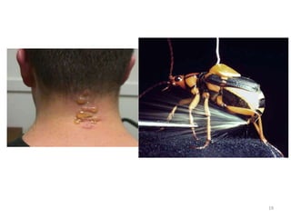 Offense and defense behavior in insects | PPTX