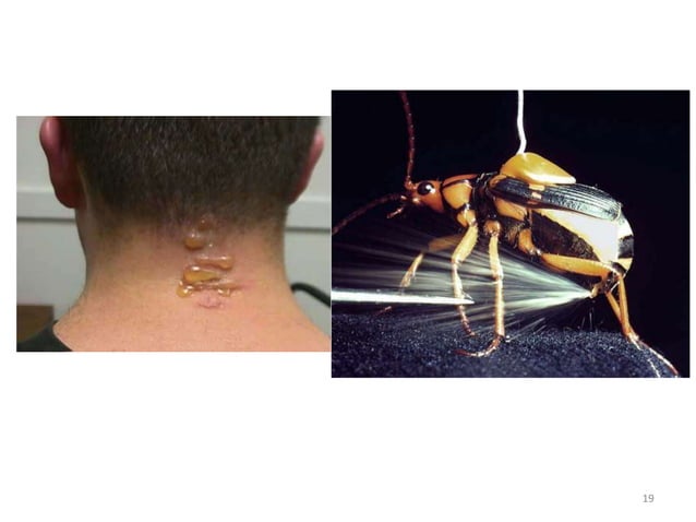 Offense and defense behavior in insects | PPTX | Birdwatching | Hobbies ...