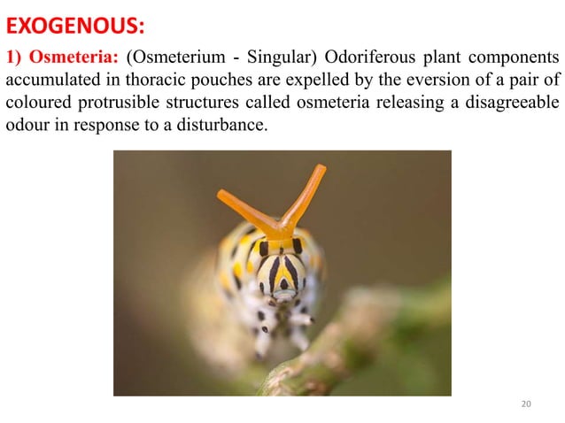 Offense and defense behavior in insects | PPTX | Birdwatching | Hobbies ...