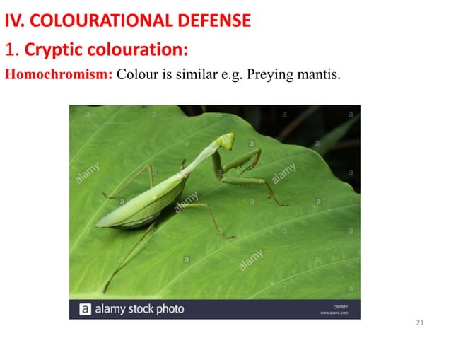 Offense and defense behavior in insects | PPTX | Birdwatching | Hobbies ...