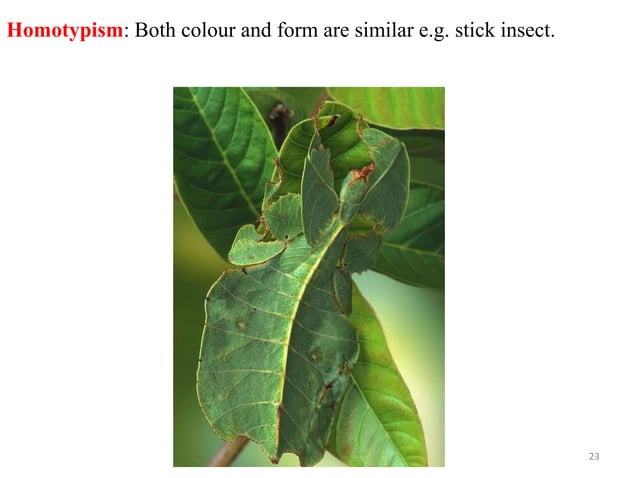 Offense and defense behavior in insects | PPTX | Birdwatching | Hobbies ...