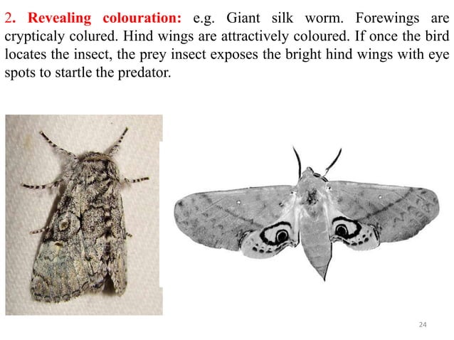 Offense and defense behavior in insects | PPTX | Birdwatching | Hobbies ...