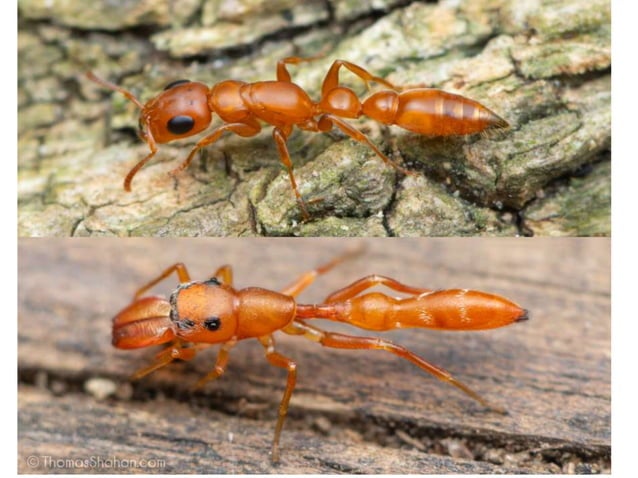 Offense and defense behavior in insects | PPTX | Birdwatching | Hobbies ...