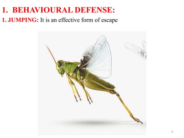 Offense and defense behavior in insects | PPTX | Birdwatching | Hobbies ...