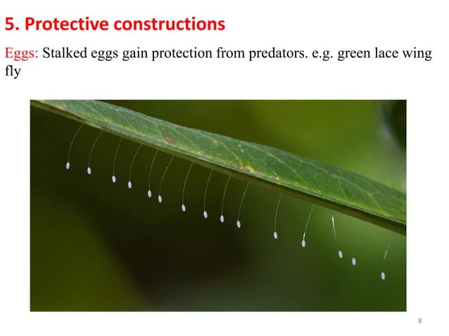 Offense and defense behavior in insects | PPTX | Birdwatching | Hobbies ...