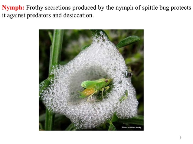 Offense and defense behavior in insects | PPTX | Birdwatching | Hobbies ...