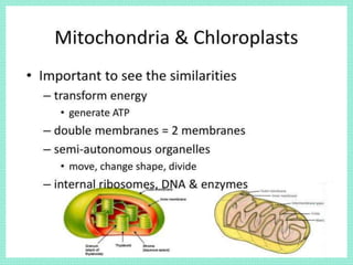Chloroplat DNA | PPT