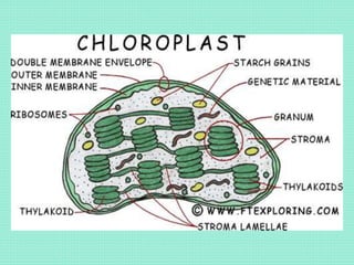 Chloroplat DNA | PPT