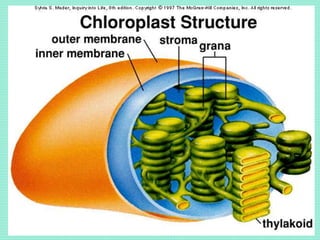 Chloroplat DNA | PPT