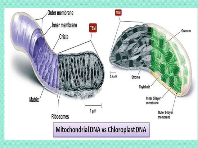 Chloroplast DNA | PPT