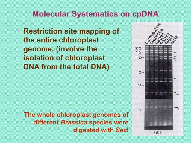 Chloroplast DNA | PPT