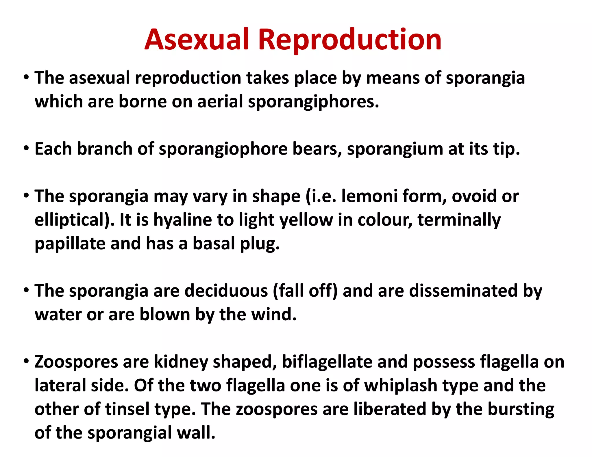 24. Phytophthora.pdf