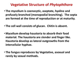 24. Phytophthora.pdf