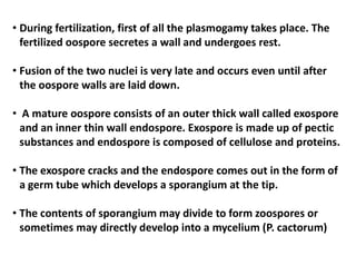 24. Phytophthora.pdf