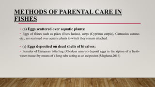 24. Parental care in fishes.........pptx