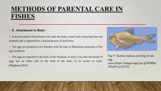 24. Parental care in fishes.........pptx