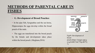 24. Parental care in fishes.........pptx
