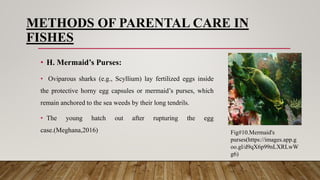 24. Parental care in fishes.........pptx