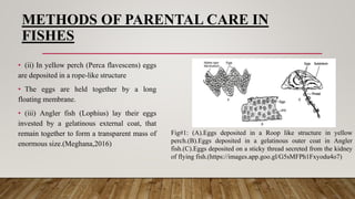24. Parental care in fishes.........pptx
