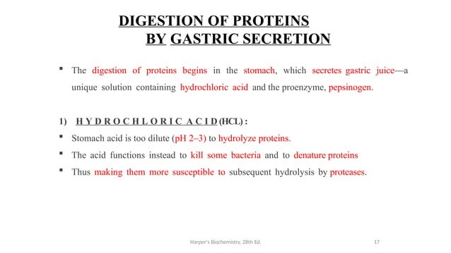DPT - Biochemistry & Genetics - II (Metabolism of Proteins) Digestion ...