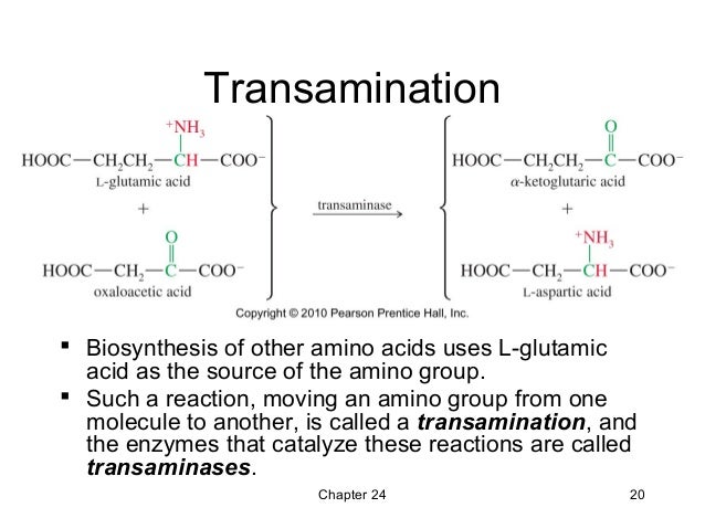 24 - Amino Acids, Peptides, and Proteins - Wade 7th