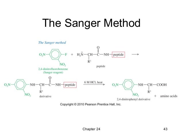 24 - Amino Acids, Peptides, and Proteins - Wade 7th