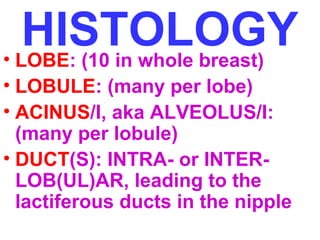 24 breast | PPT