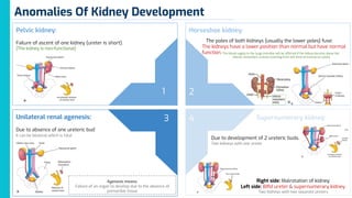 2 & 4- Development of the kidney, ureter, bladder & urethra.pdf