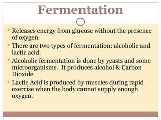 Powerpoint Metabolisme 2 | PPT